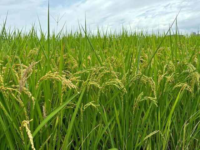 Taiwan Way - Taiwan Rice